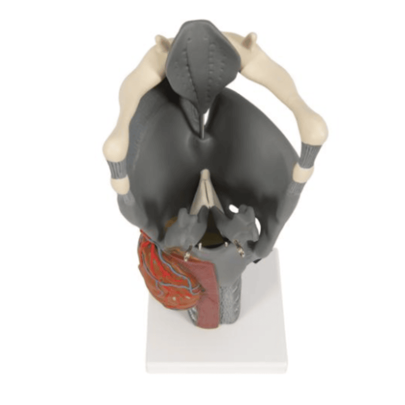 3BS Anatomical Functional Larynx Model - LabWorld.co.uk